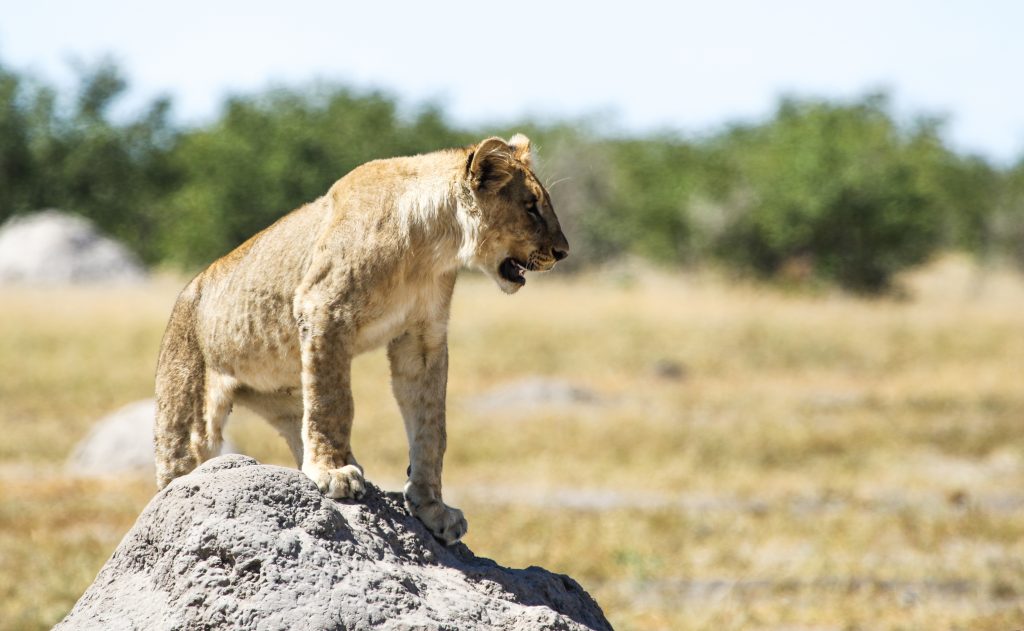Top 10 Best African National Parks To See Lions On Your African Safari