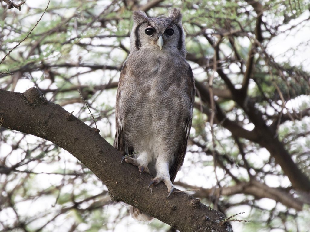 Top 10 Birding Destinations In Uganda | Uganda Safaris Tours | Uganda