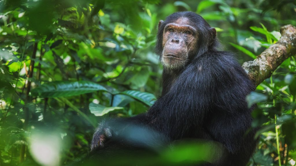 Where to go for a Chimpanzee Trekking safaris in Rwanda?