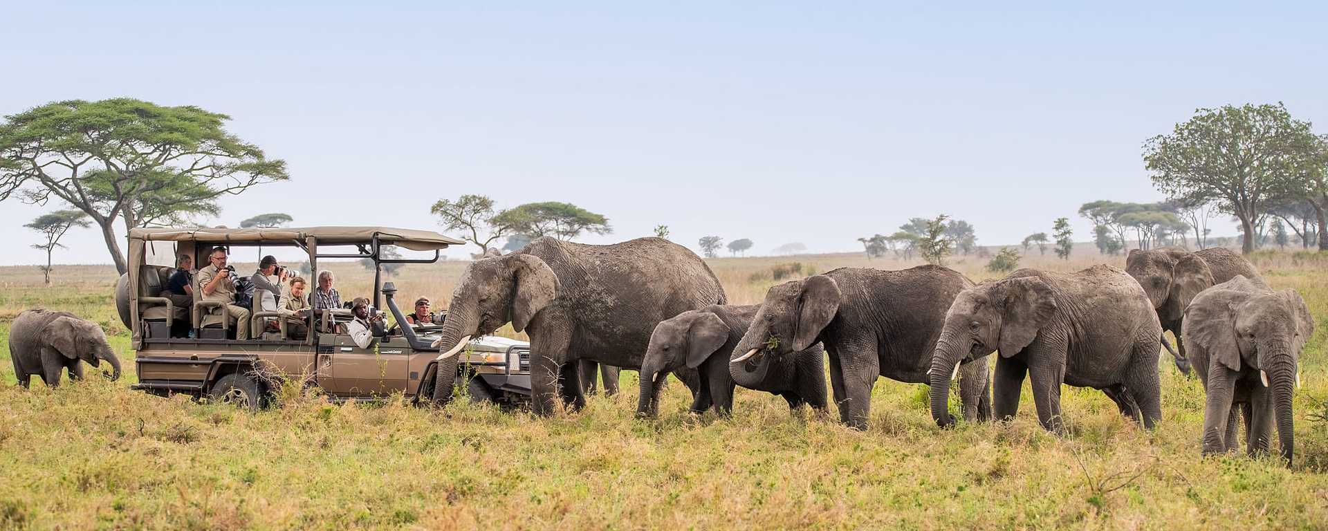 9 Best Safari Packages to Book in Kenya and Tanzania in 2023 | Focus
