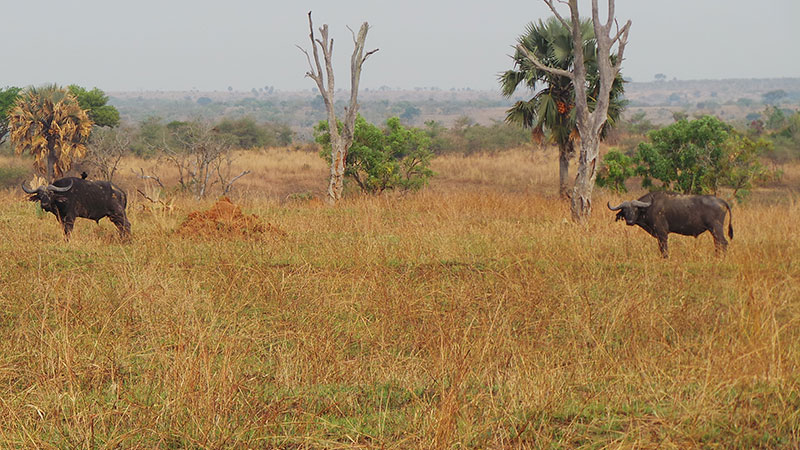 Aswa Lolim Game Reserve