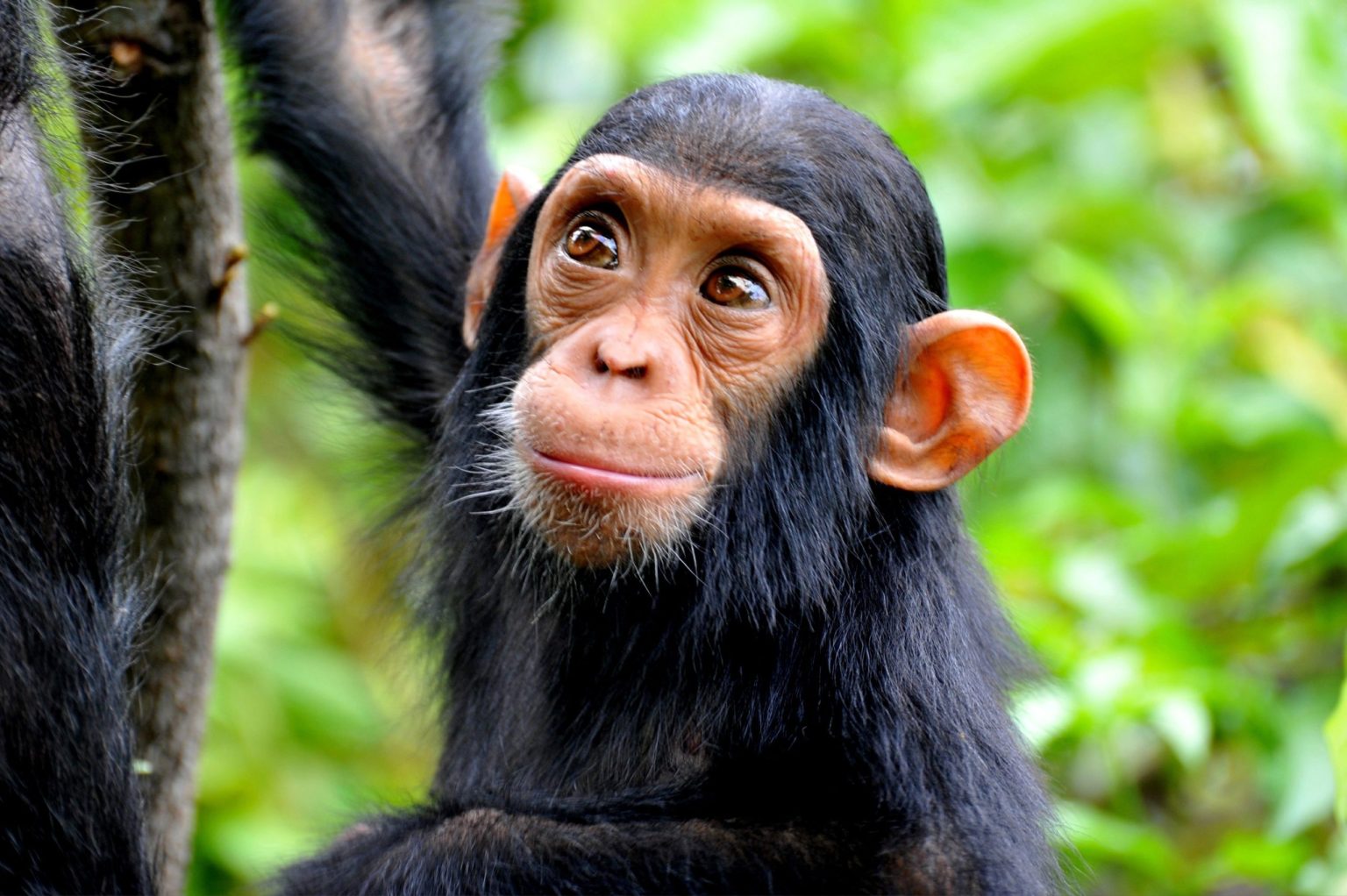 Kendelungu National Park | Congo Tour | Focus East Africa Tours