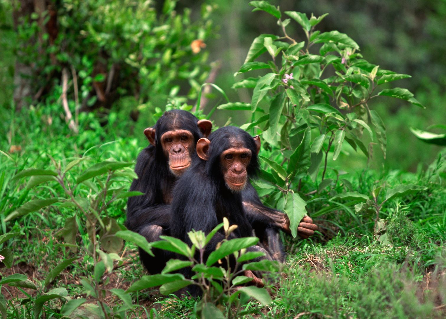 Chimpanzee Trekking in Rwanda - Rwanda Primate trekking