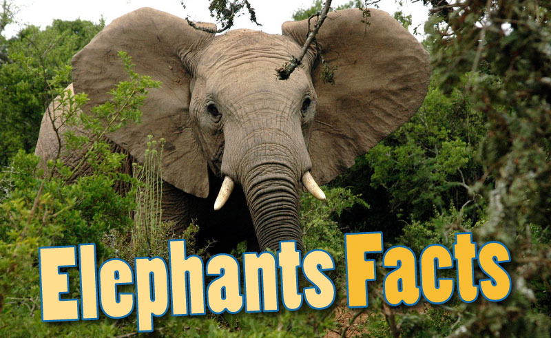 Top 10 Elephant Facts | Tanzania Safaris Tours | Focus EastAfrica Tours