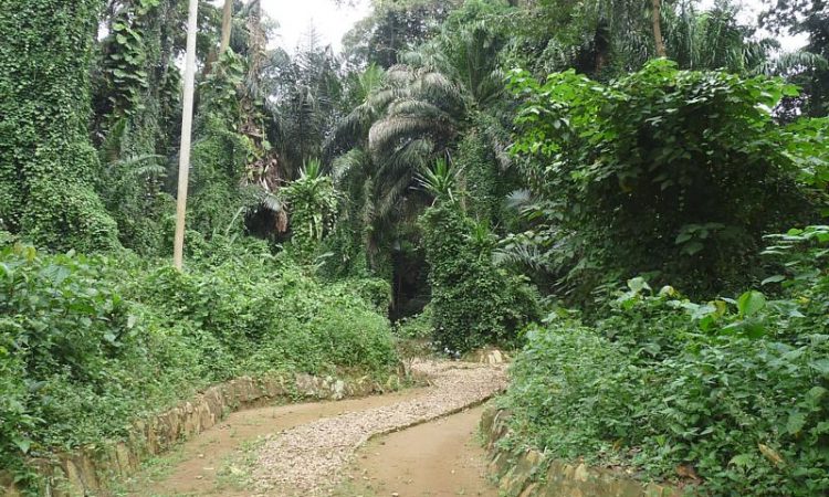 Entebbe Botanical Gardens | Entebbe City Tours | Uganda Tours