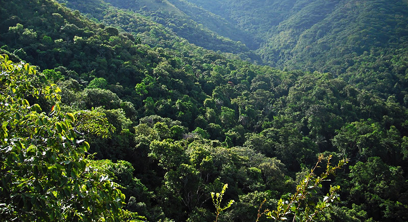 Gombe Stream National Park - Chimpanzee trekking in Tanzania