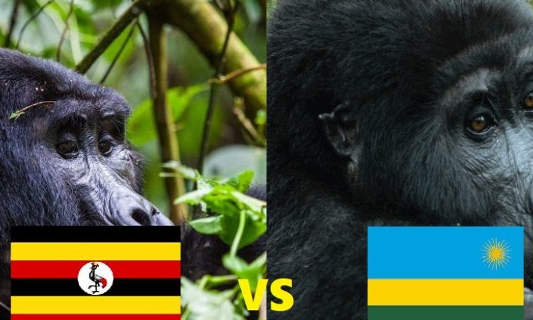 Uganda Vs. Rwanda | Uganda Tours | Rwanda Tours | Safaris Tours