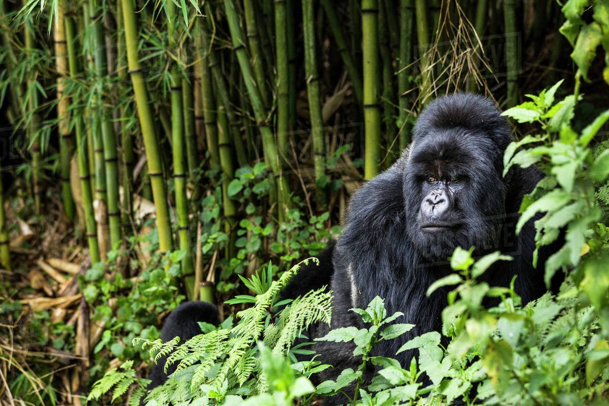 Gorilla Trekking Rules and Regulations | Gorilla Trekking Safaris Tours
