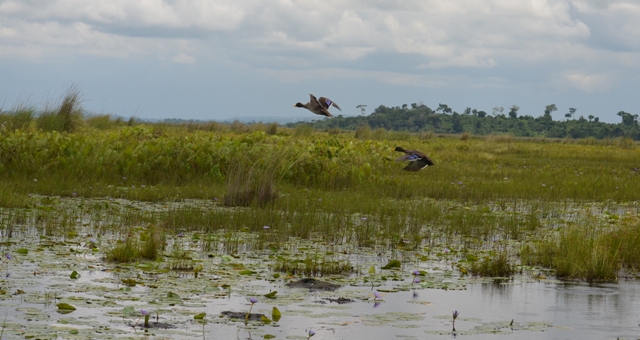 Mabamba Swamp - Shoebill trekking-Uganda Birding safari
