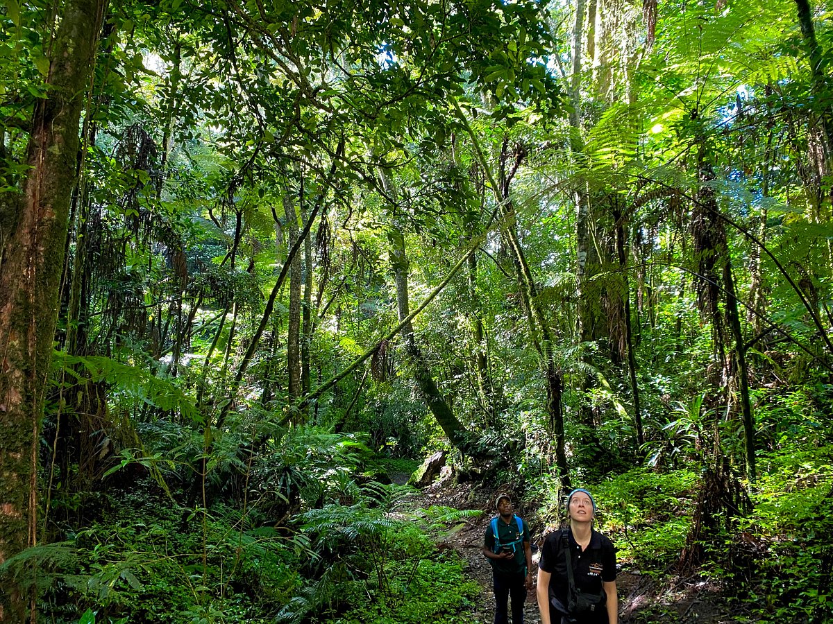 Exploring the secret beauty of Magamba Nature Forest Reserve | Tanzania
