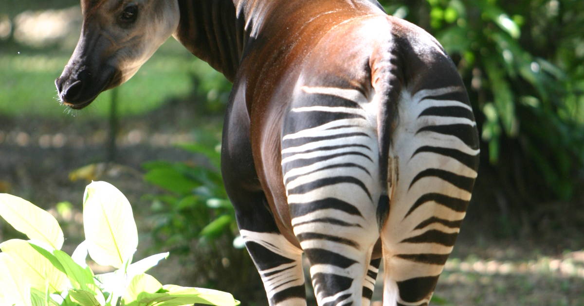 Okapi Wildlife Reserve - Okapi Wildlife Tour-Tour in Okapi