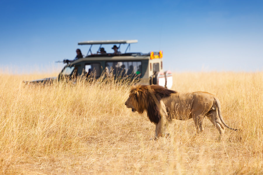 Safari Animals Nicknames | Tanzania wildlife safari | Tanzania Tours