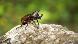 The Little Five : Who are Africa's Small Five Animals?