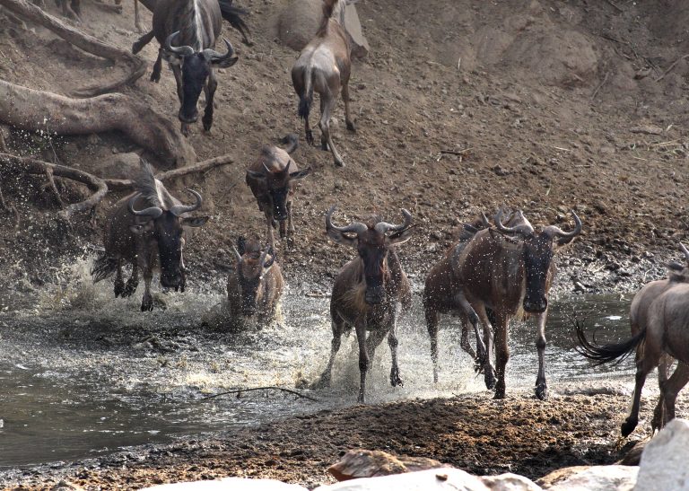 Grumeti River | Serengeeti National Park | Serengeti Safaris Tours