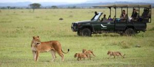 Top 6 Best Countries For An African Safari | Focus East Africa Tours