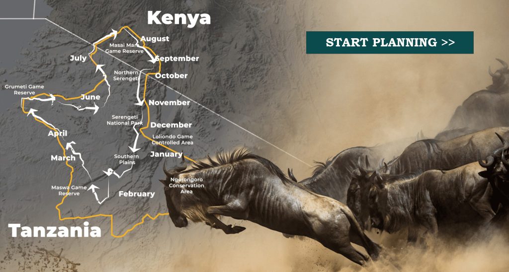 Serengeti Wildebeest Migration Month-By-Month Guide 2025/2026