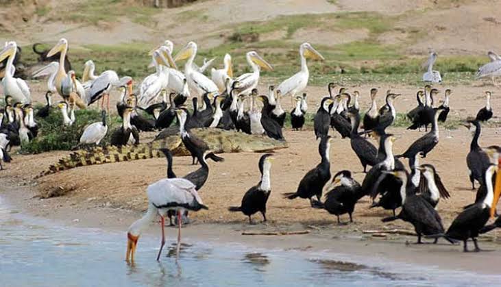 bird watching in queen Elizabeth national park - birds of queen elizabeth