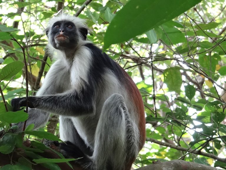 Jozani Forest Nature Walks | Zanzibar Tour Safaris | Zanzibar Safari