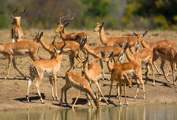 The best time to visit Ugalla River National Park | Tanzania Wildlife ...