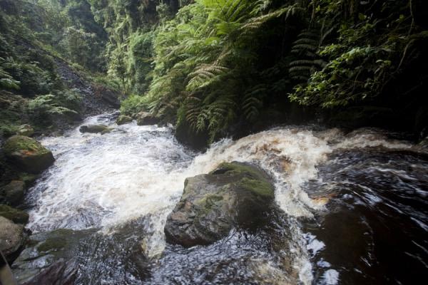 Experience The Umubasi Waterfall Hiking In Nyungwe | Rwanda Safaris