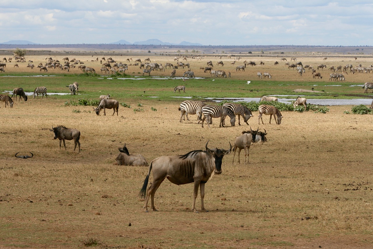 16 Days Grand Kenya Safari - Focus East Africa Tours Safari in Kenya