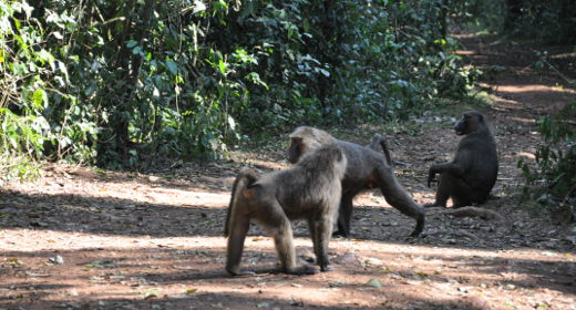 The 13 Primates of Kibale National Park - kibale narional park primates