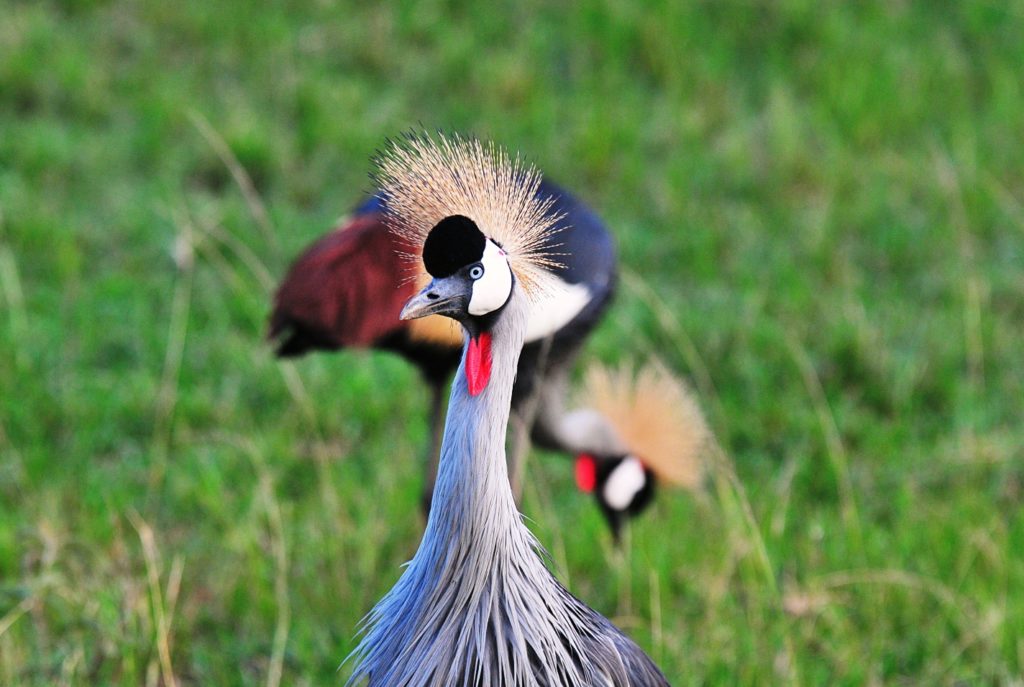 Uganda Bird Checklist | Uganda Birding Safaris | Uganda Tours