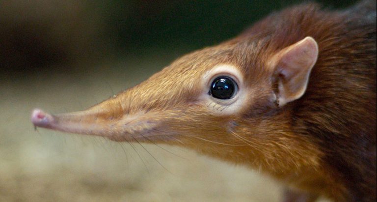 The Little Five : Who are Africa's Small Five Animals?