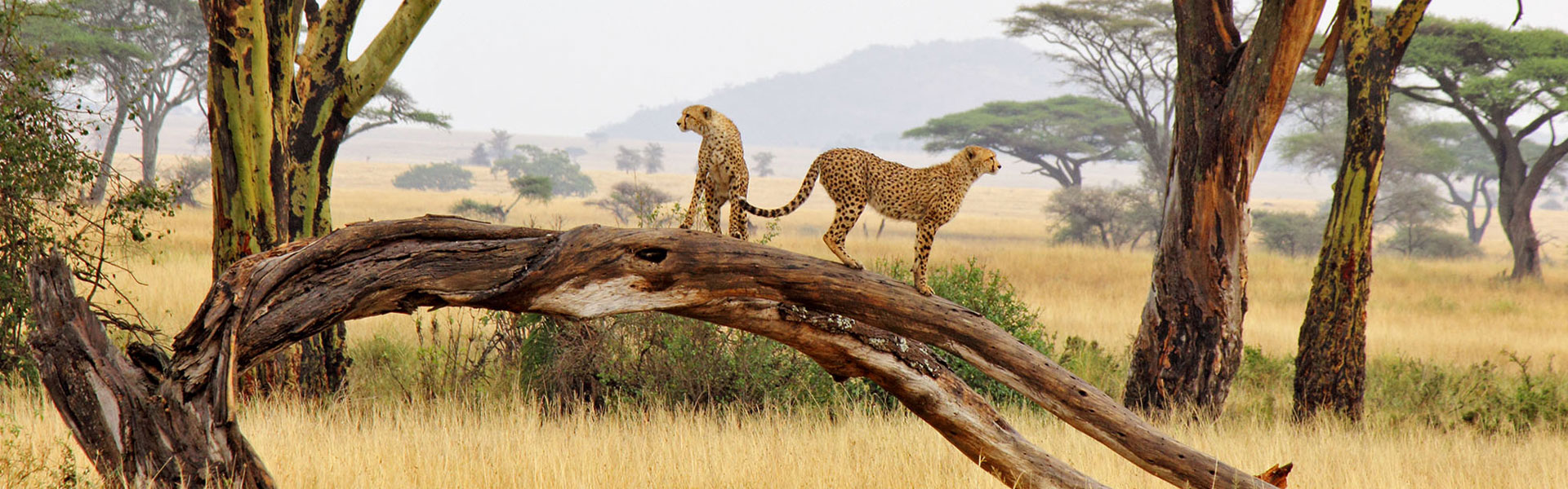Tanzania wildlife Experience FAQs | Tanzania Safaris Tours | Tanzania
