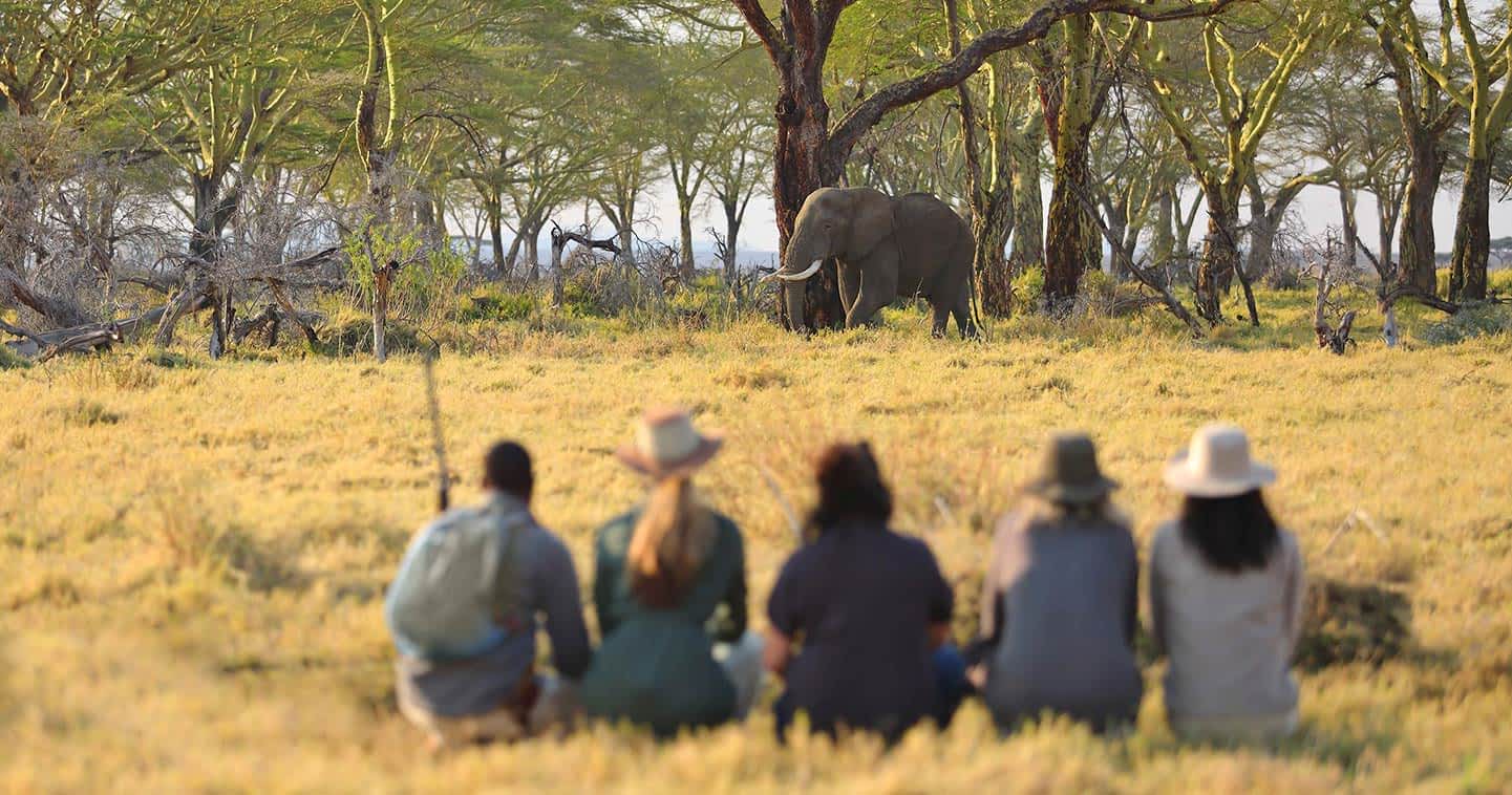 Conservation Efforts Employed In Conserving National Parks | Tanzania