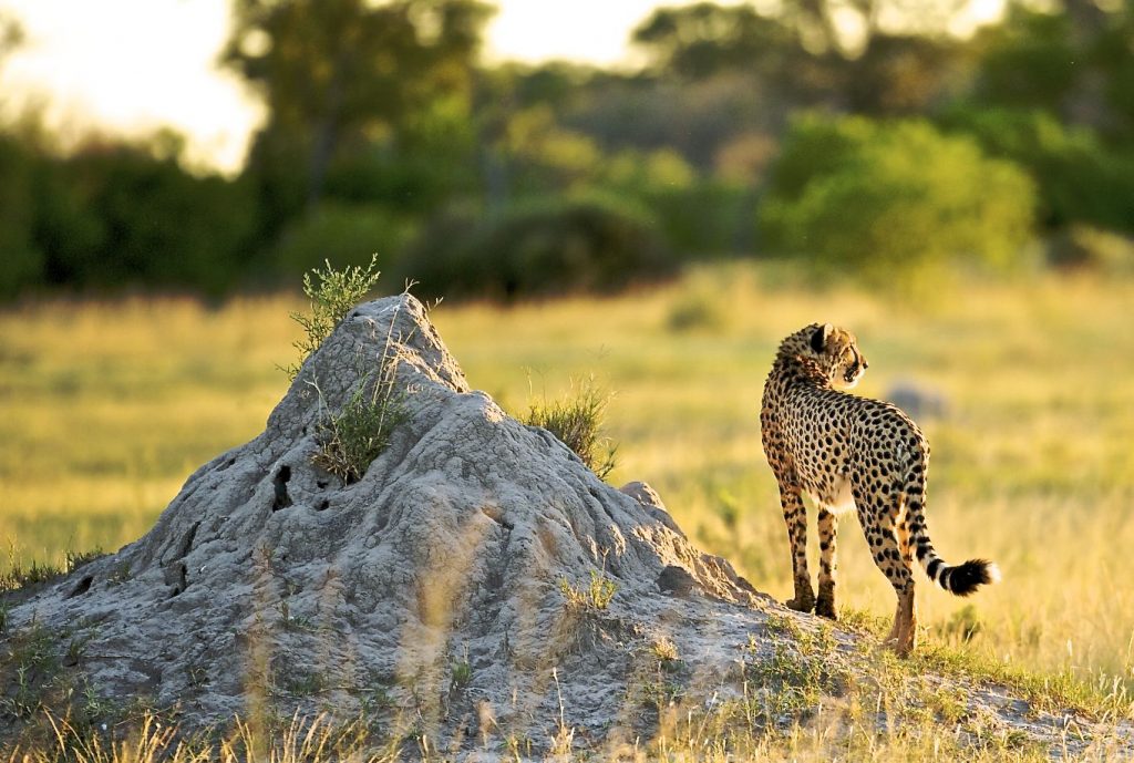The Top 5 Most Beautiful African Countries to Visit | Focus EastAfrica ...